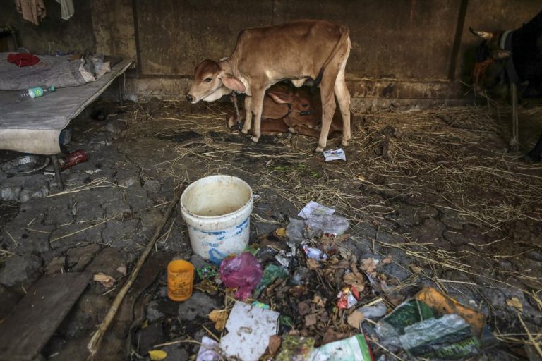 ‘Holy cow’ manifesto leaves economy in the lurch - Hindutva Watch