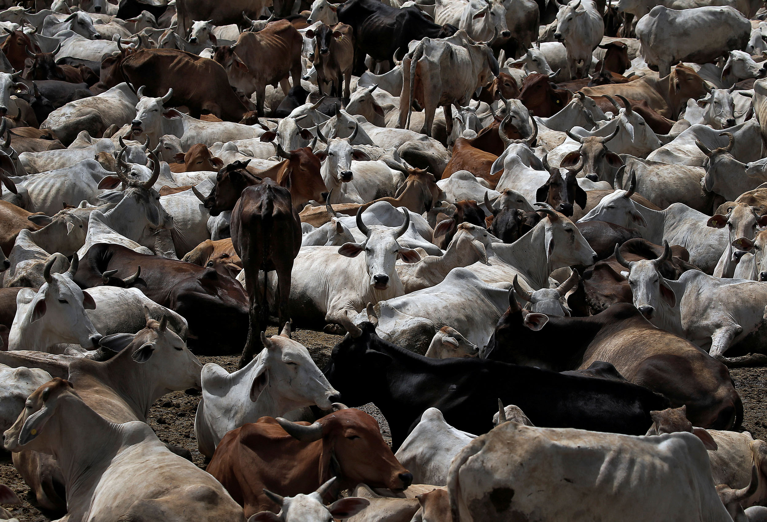 Police complicit in cow vigilante violence against minorities: Human ...